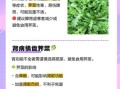 荠菜的营养价值_荠菜吃多了有什么坏处