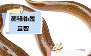 鳝鱼吃什么饲料_鳝鱼饲料配方大全