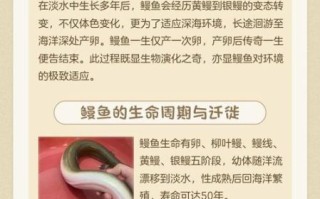 鳗鱼怎么繁殖_鳗鱼繁殖方式揭秘