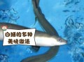 广东白鳝鱼多少钱一斤_白鳝鱼价格走势