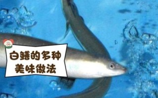 广东白鳝鱼多少钱一斤_白鳝鱼价格走势