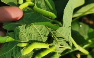 豆虫养殖一亩地成本多少_豆虫养殖一亩地收益怎么样