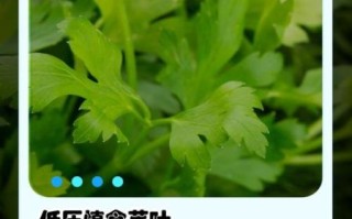 芹菜叶的功效与作用及禁忌_什么人不能吃