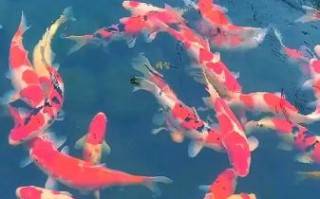 最有灵性的风水鱼排名_哪些鱼最招财旺运