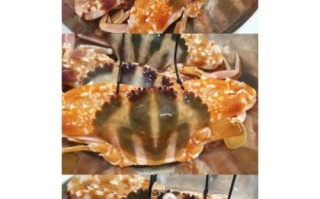 红花蟹多少钱一斤_红花蟹怎么挑选