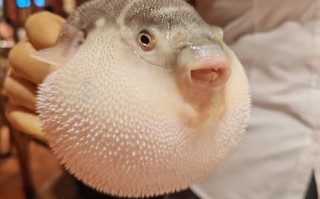 野生河豚鱼多少钱一斤_野生河豚鱼价格行情