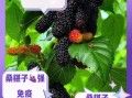 桑椹子图片_桑椹子功效与作用
