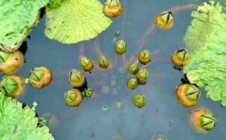 苏州鸡头米多少钱一斤_鸡头米怎么吃最好