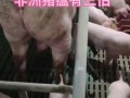 非洲猪瘟最新消息_还能吃猪肉吗
