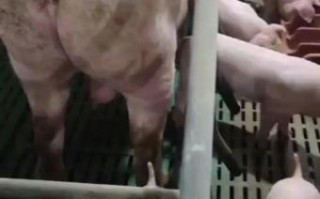 非洲猪瘟最新消息_还能吃猪肉吗