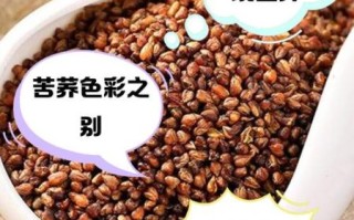荞麦和苦荞有什么区别_苦荞和荞麦哪个更好