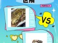 生牡蛎图片长什么样_生牡蛎与煅牡蛎区别