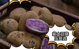 紫土豆的营养价值_紫土豆怎么做好吃