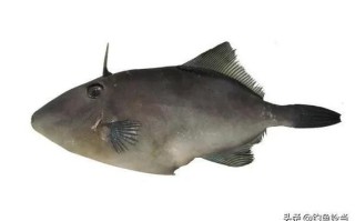 耗儿鱼为什么没有头_耗儿鱼头去哪了