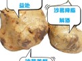 沙葛可以生吃吗_生吃沙葛安全吗