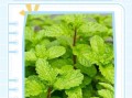 薄荷叶子发黄怎么回事_薄荷叶子发黄怎么补救