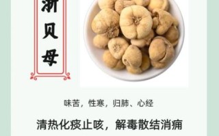 贝母的作用和功效_川贝母与浙贝母区别