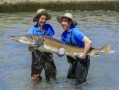 鲟鱼养殖水温多少合适_鲟鱼养殖水温控制技巧