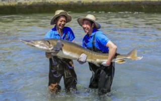 鲟鱼养殖水温多少合适_鲟鱼养殖水温控制技巧