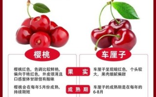 车厘子和樱桃有什么区别_哪个更好吃