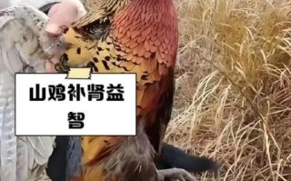 山鸡怎么养_山鸡养殖技术要点