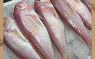 马头鱼的营养价值_马头鱼适合什么人吃