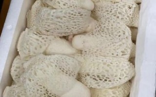 2018年竹荪多少钱一斤_竹荪价格走势回顾