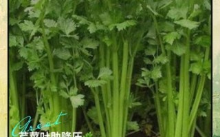芹菜降血压正确吃法_芹菜怎么吃降血压效果最好
