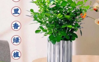 千里香长什么样_千里香和九里香区别