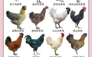 鸡品种排名_哪种鸡最适合家庭养殖