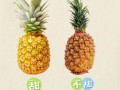 菠萝怎么挑选_菠萝怎么吃才不上火