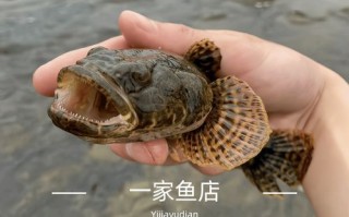 沙塘鳢吃什么_沙塘鳢怎么养