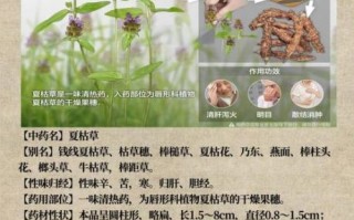 夏枯草图片与作用_夏枯草功效与禁忌