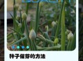 大葱怎么种_大葱种植方法步骤