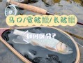 马口鱼和白条的区别_如何一眼分辨