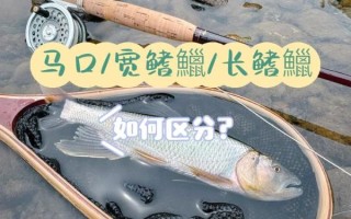 马口鱼和白条的区别_如何一眼分辨