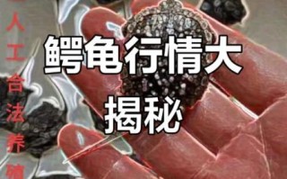 鳄龟多少钱一只_鳄龟价格影响因素