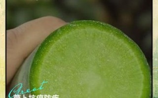 水果萝卜的功效与作用禁忌_什么人不能吃