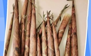 新鲜冬笋怎么保存_冬笋能放冰箱多久