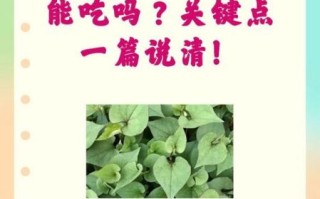 鱼腥草孕妇可以吃吗_孕妇吃鱼腥草禁忌