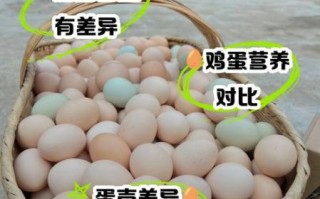 土鸡蛋和普通鸡蛋的区别_哪个更有营养