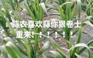 杞县大蒜最新价格_杞县大蒜价格走势
