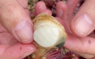 扇贝肉哪些部位不能吃_图解教你避开毒素区