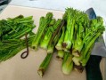 山野菜刺嫩芽怎么做好吃_刺嫩芽的做法大全