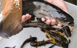 鲶鱼多少钱一斤2021_2021年鲶鱼价格走势