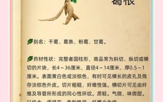 野生葛根的功效与作用_野生葛根怎么吃效果最好