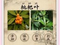 枇杷叶的功效与作用_枇杷叶怎么泡水喝