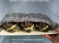 大闸蟹能活几天_怎么保存
