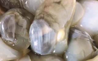 泥螺什么人不宜吃_泥螺禁忌人群