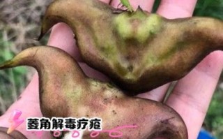 菱角长在泥里还是水里_菱角生长环境详解